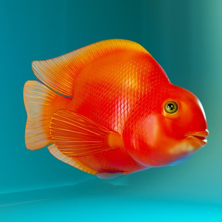 KaveMan NFT's – KaveMan Aquatics Shop