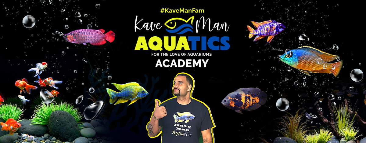 KaveMan Academy Collection – KaveMan Aquatics Shop