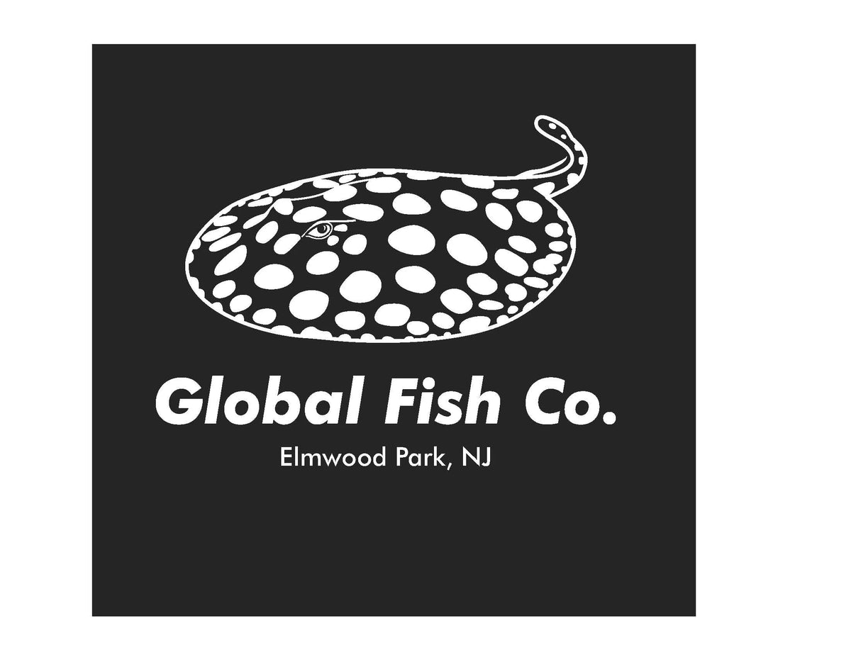 Global Fish Co. - Fish Supplier – KaveMan Aquatics Shop